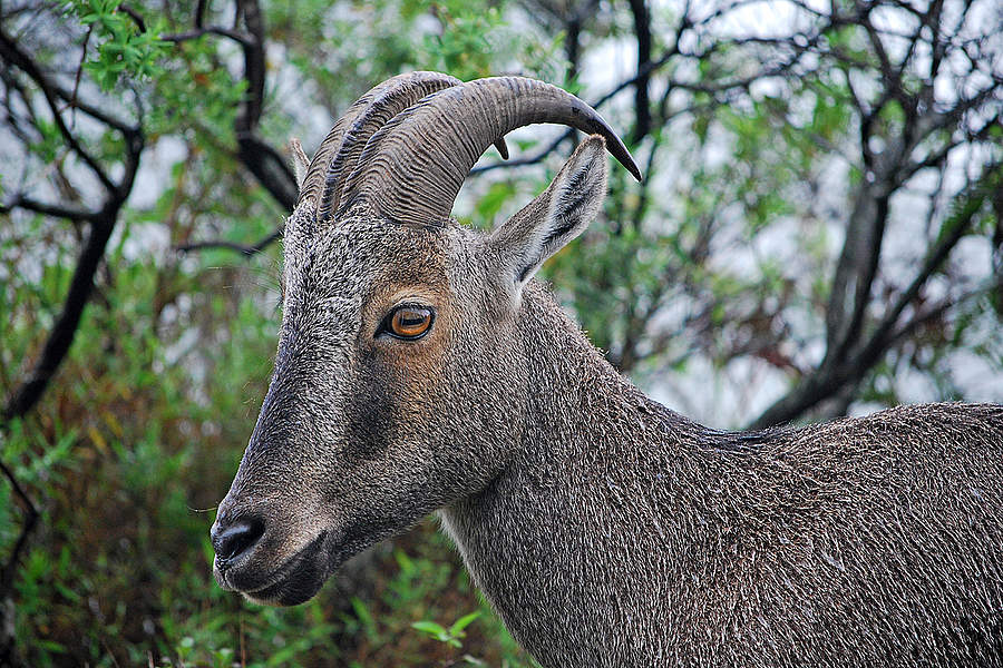 Photo Gallery: Nilgiri Tahr | WWF India