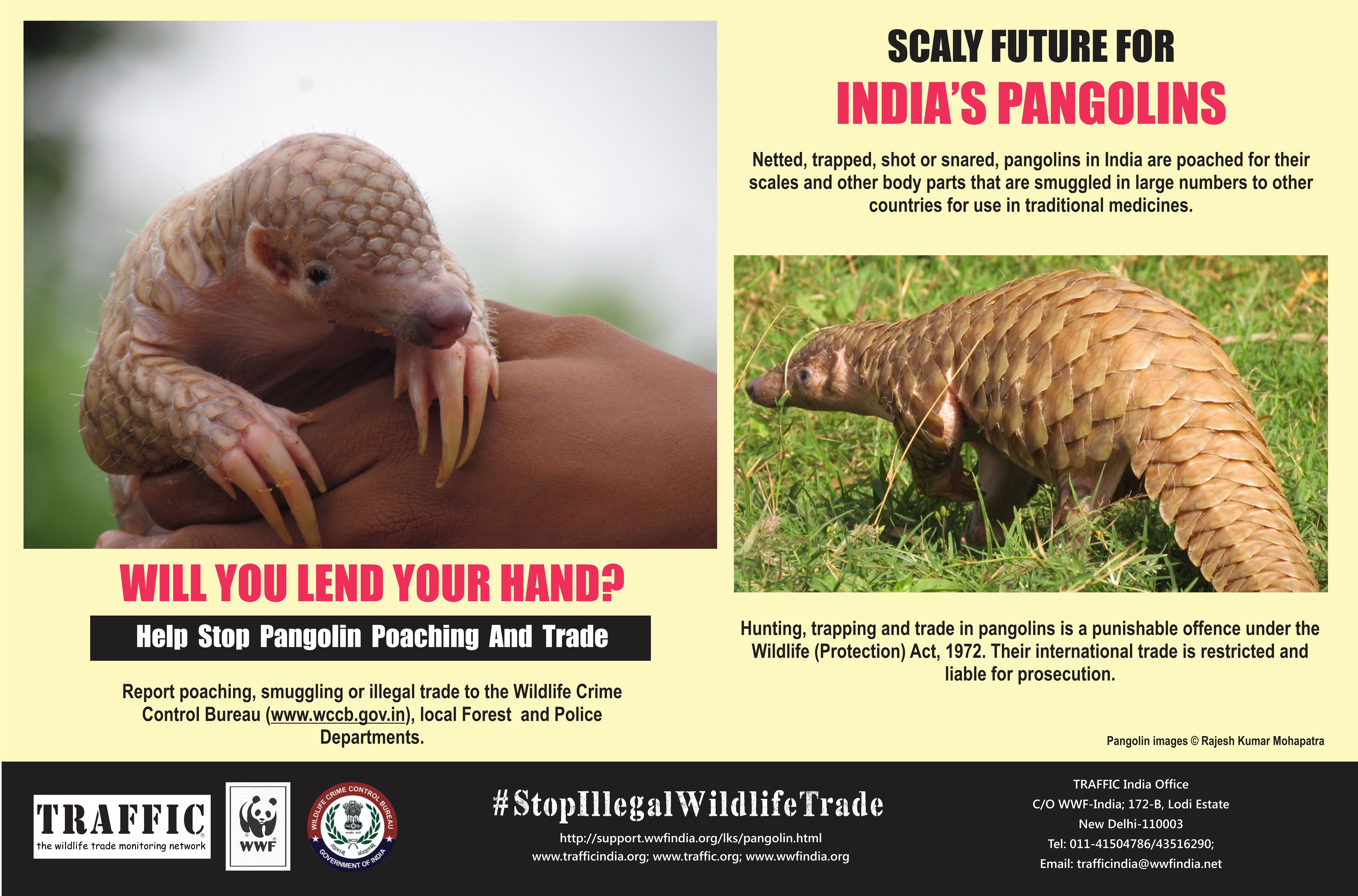 Scaly future for the Indian Pangolin | WWF India