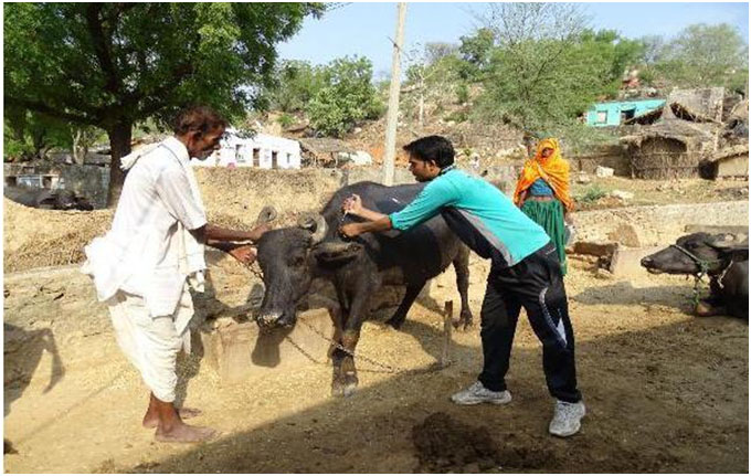 Livestock vaccinations in Ranthambore to prevent spread of diseases ...